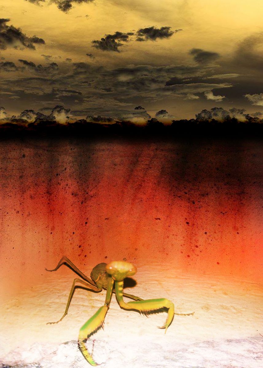 'Angry grasshopper' Poster, picture, metal print, paint by zairi ramzi ...