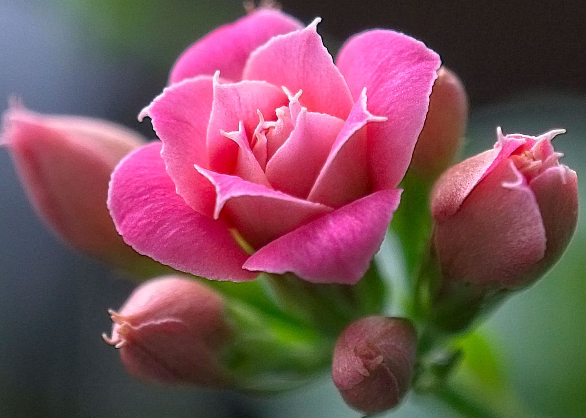 'Cactus flower' Poster by Sal Guglielmino | Displate