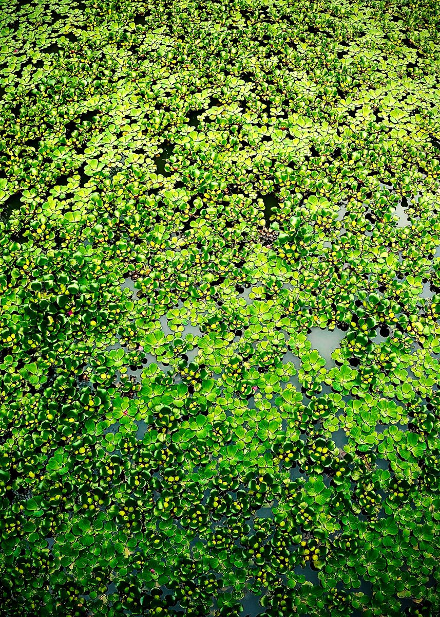 'GREEN LIFE' Poster by Daniel Pastor | Displate