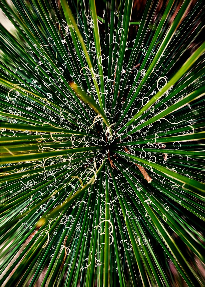 'BEAUTIFUL GREEN' Poster by Daniel Pastor | Displate
