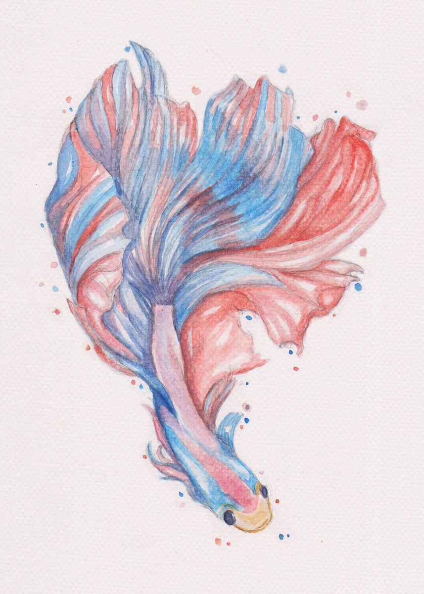 'splash beta fish' Poster, picture, metal print, paint by firman ilham ...