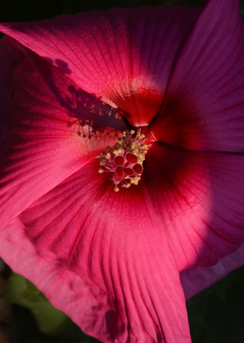 'Hibiscus w Shadow' Poster, picture, metal print, paint by Fax Sinclair ...
