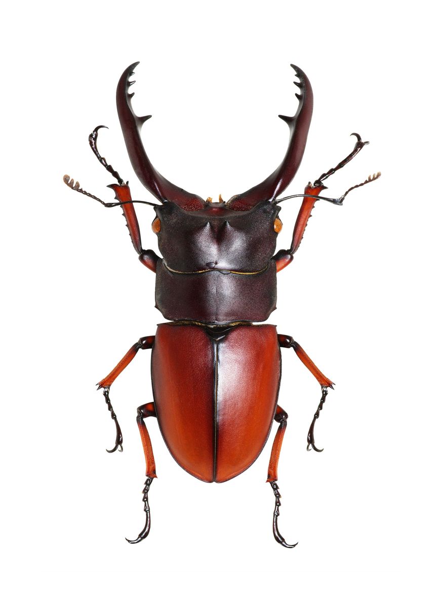'Lucanus Cervus' Poster, picture, metal print, paint by Wildlife Art ...