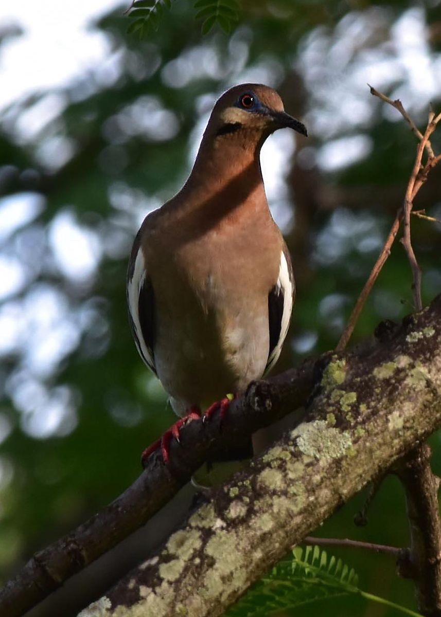 'The White Winged Dove' Poster, picture, metal print, paint by Howard ...