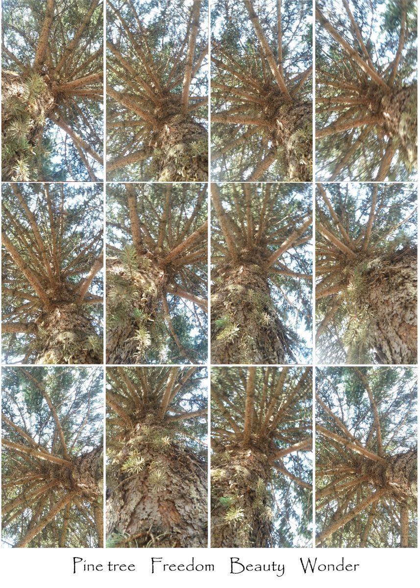 'Pine tree beauty collage' Poster by Edy Art Space | Displate