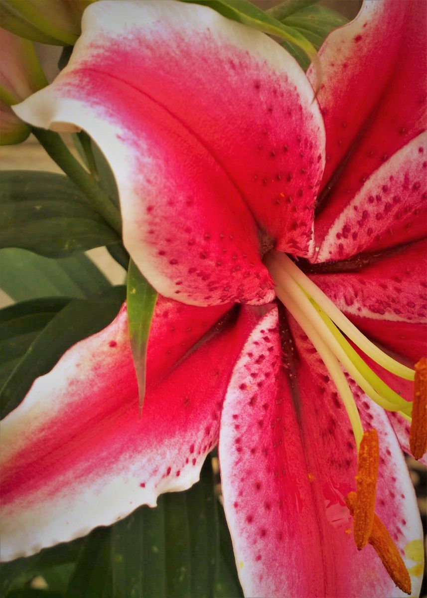 'Red Lily Digital Art' Poster, picture, metal print, paint by John Wain ...