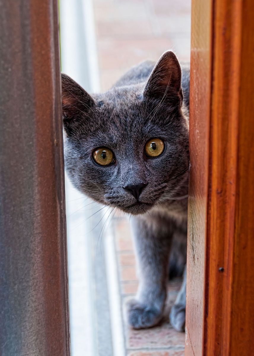 'Cat sneaking through the d' Poster, picture, metal print, paint by ...