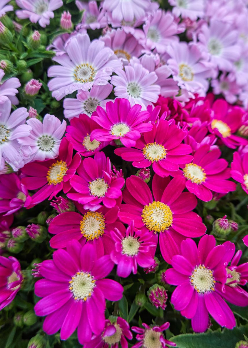 'pink daisy in bloom in sp' Poster by Ornella Bonomini | Displate