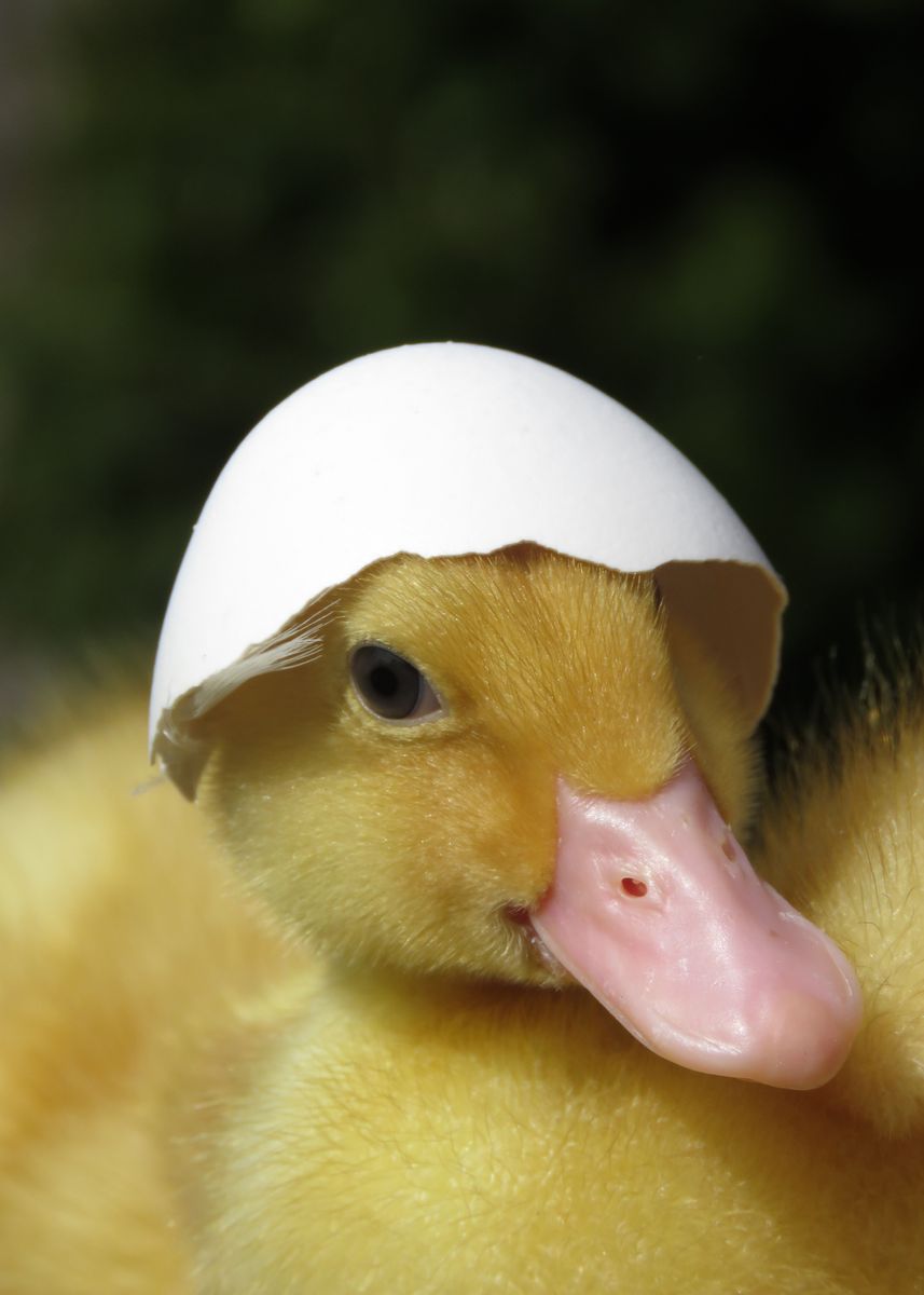 'Duck shell' Poster, picture, metal print, paint by Melanie Kowasic ...