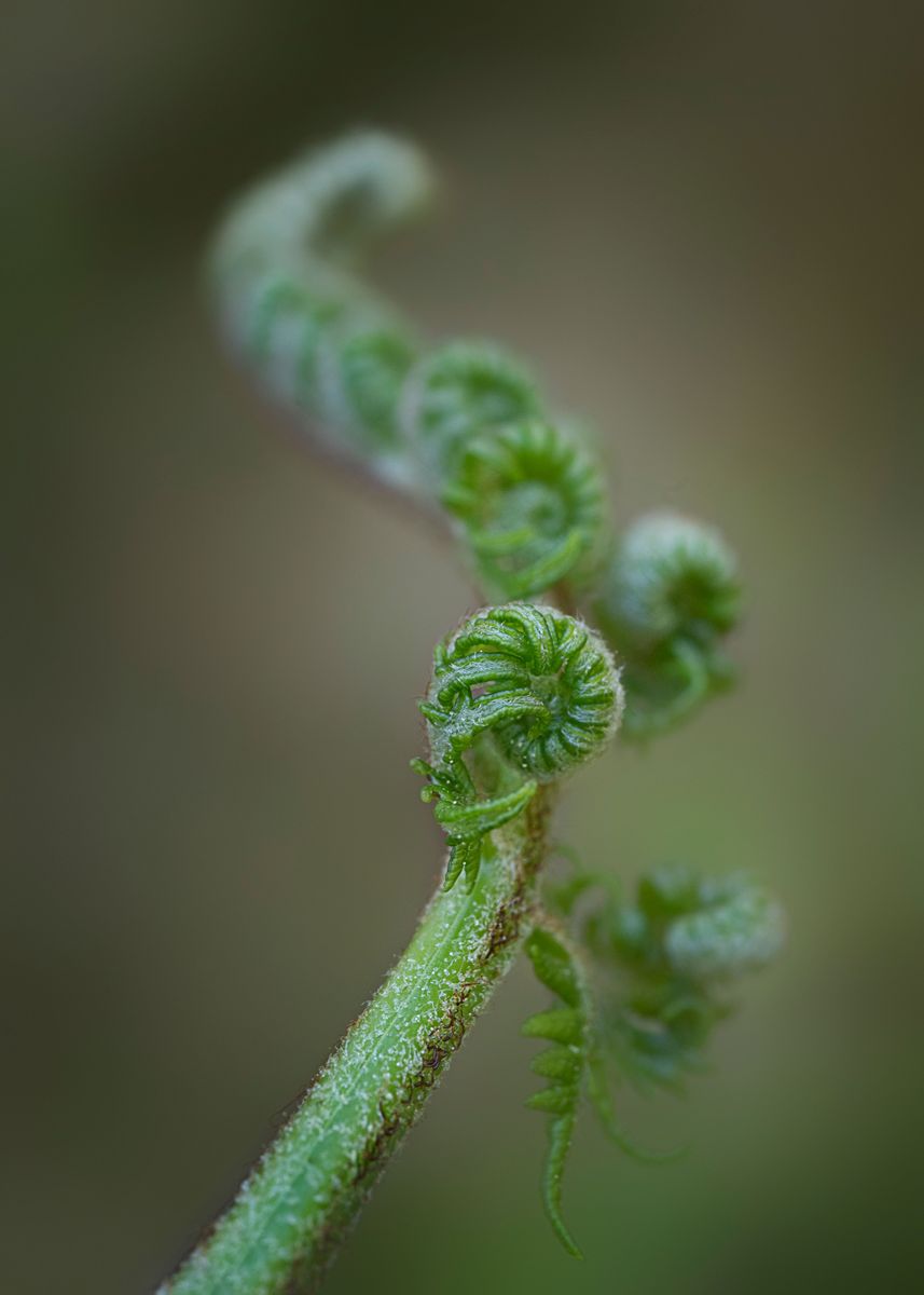'Fern Curl' Poster, picture, metal print, paint by 5c976b7b42980 | Displate