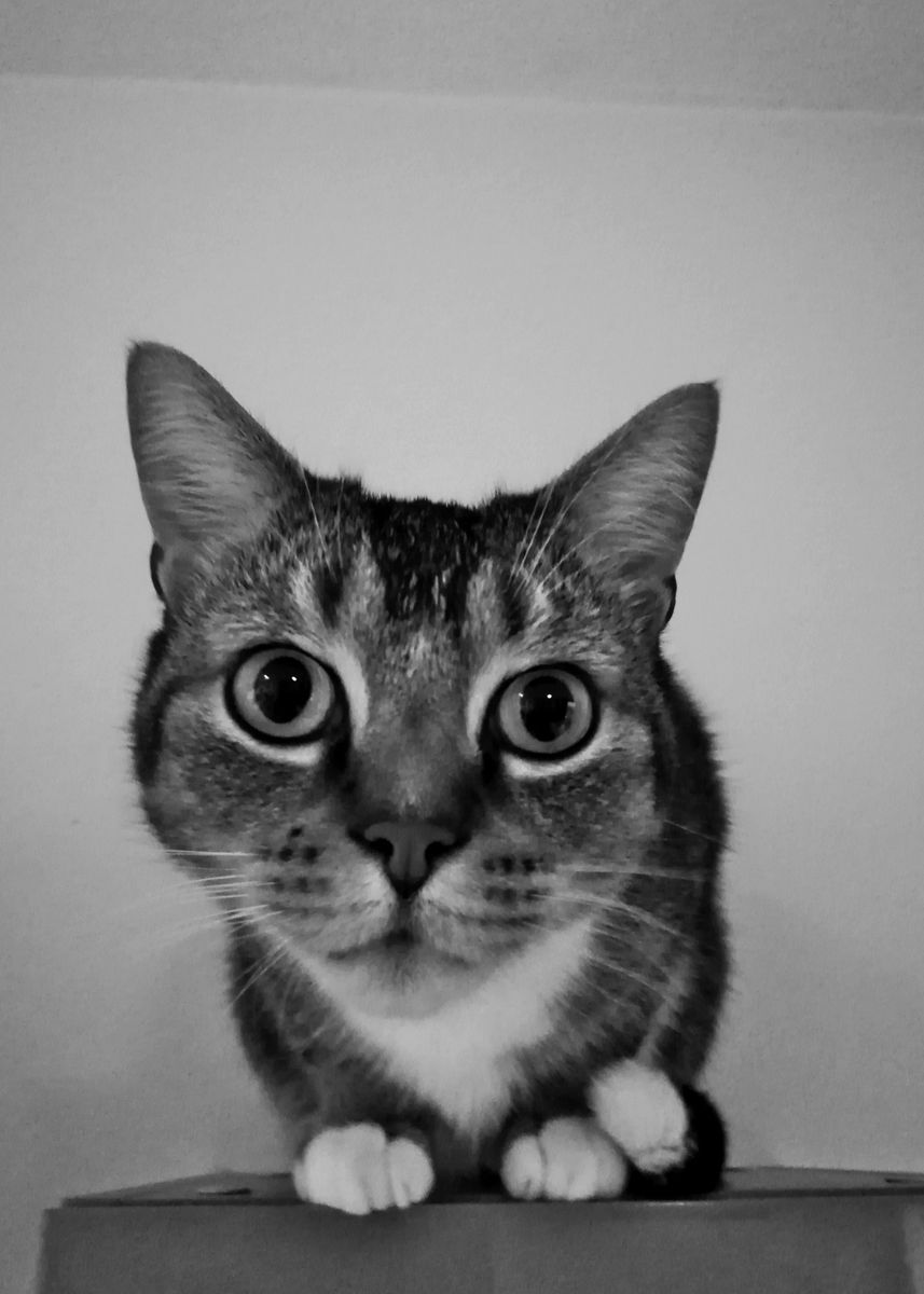 'Cat staring into camera' Poster, picture, metal print, paint by Marcel ...