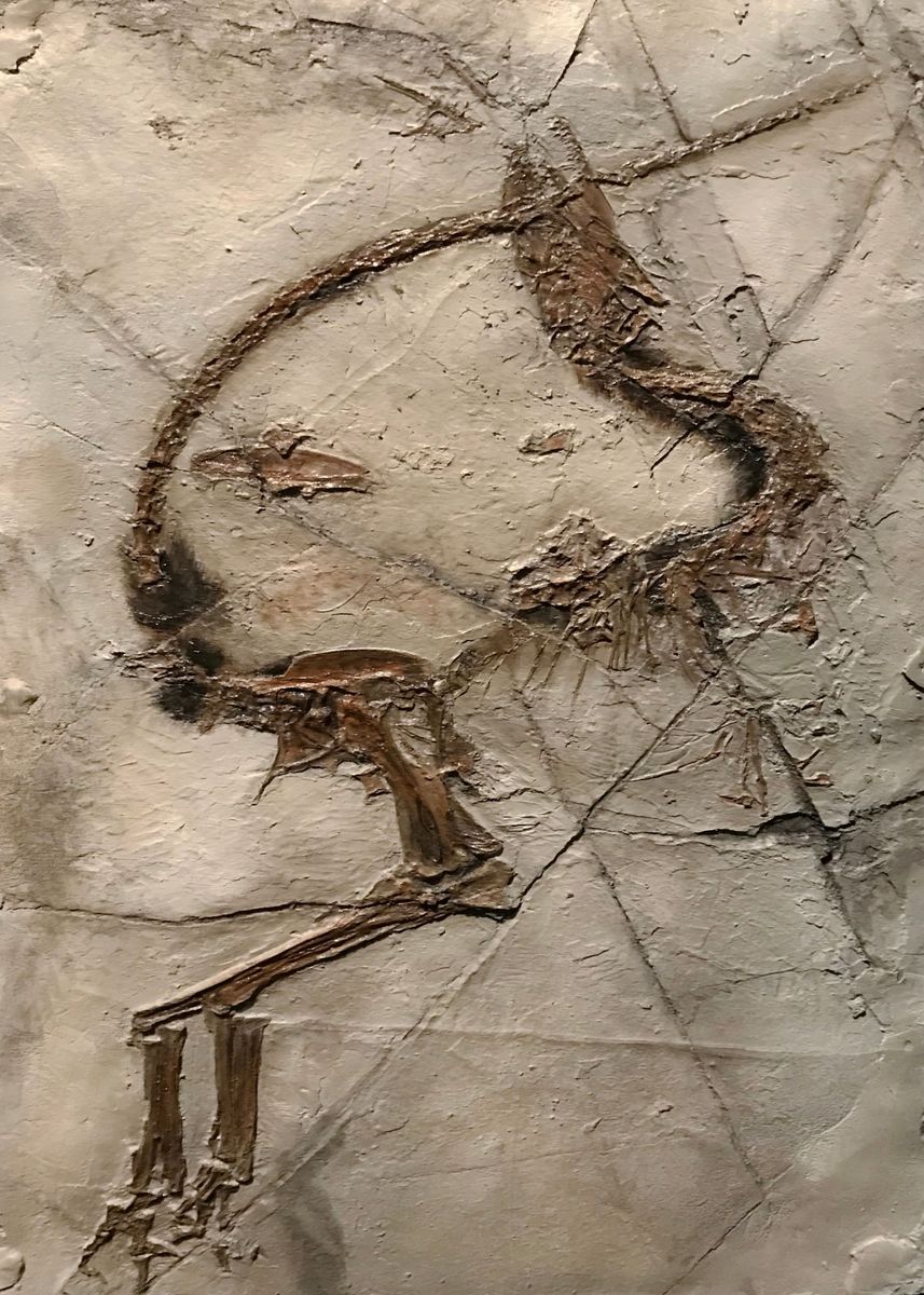 'Raptor' Poster by Terry Watts | Displate