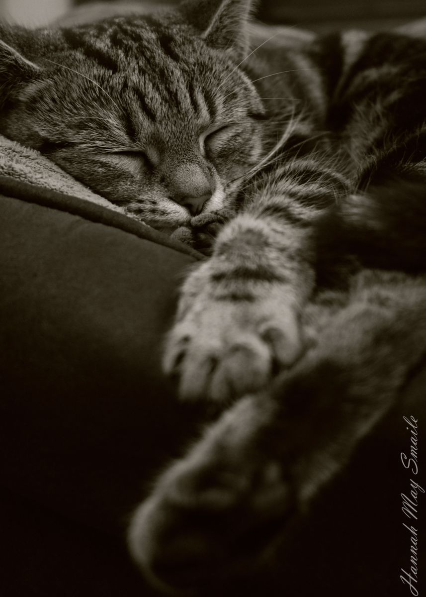 'Sweet Dreams' Poster, picture, metal print, paint by Hannah Smaile ...