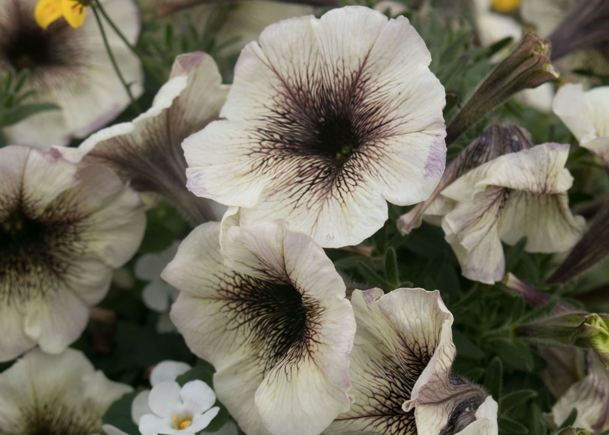 'Cream Delights' Poster by Hannah Smaile | Displate