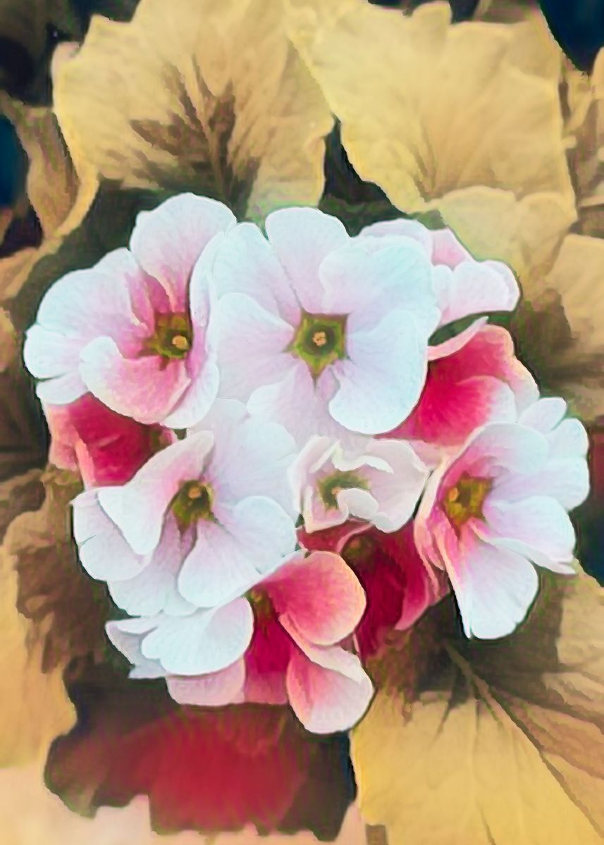 'abstract geranium ' Poster by Ornella Bonomini | Displate