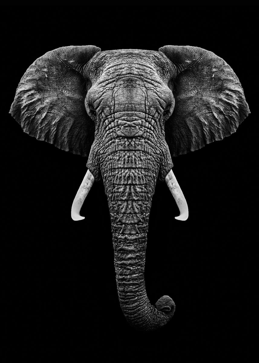 'Elephant head with horns' Poster, picture, metal print, paint by mk ...