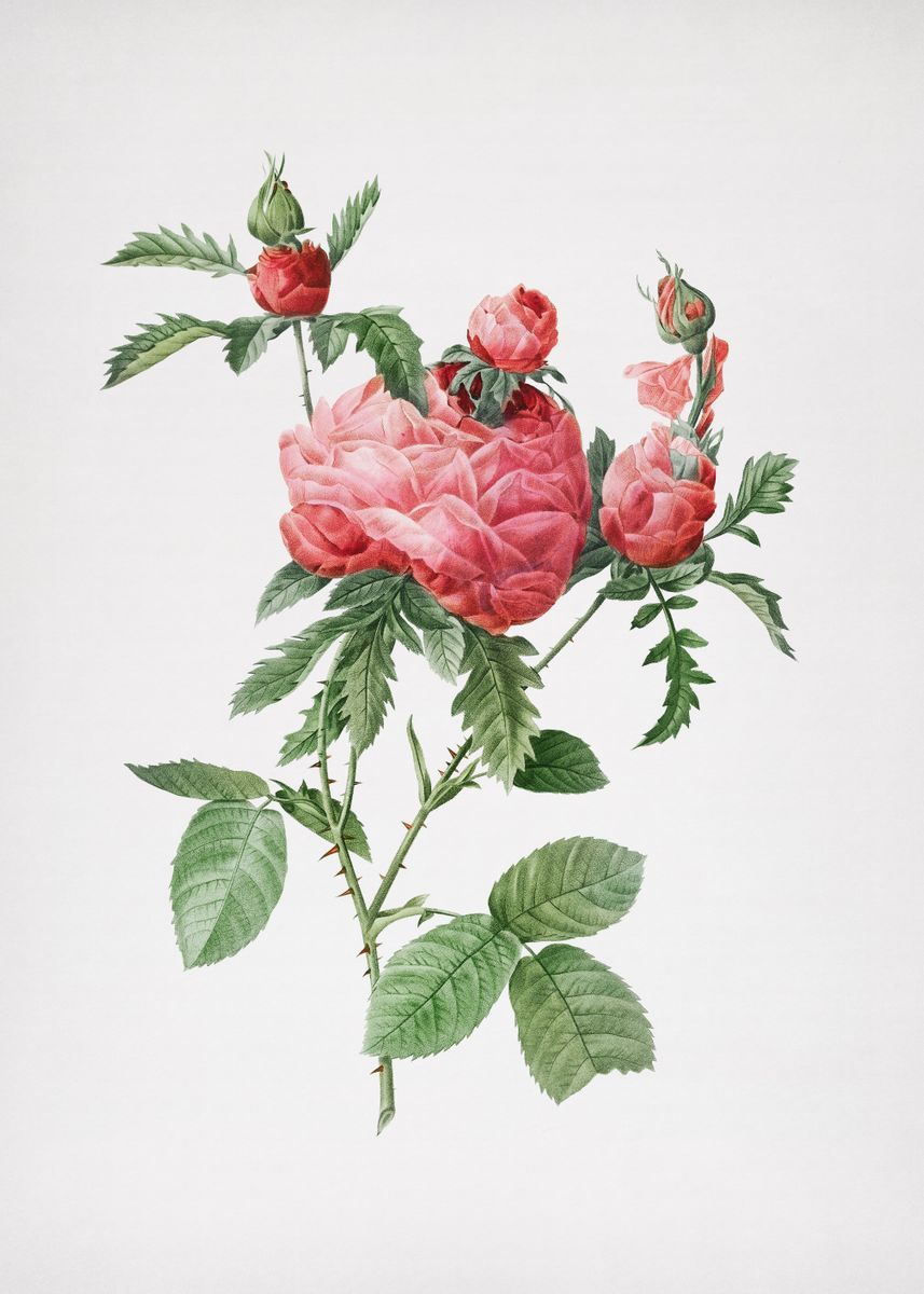 'Vintage Cabbage Rose' Poster by Holy Rock Design | Displate