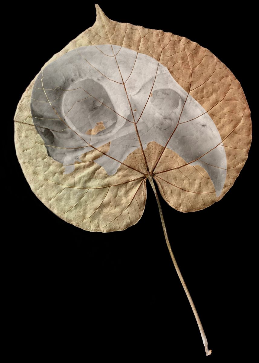 'Mortus pericus' Poster by Jose Martinez | Displate