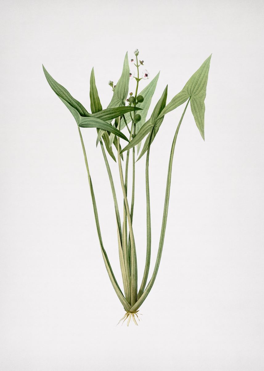 'Arrowhead' Poster, picture, metal print, paint by Holy Rock Design ...