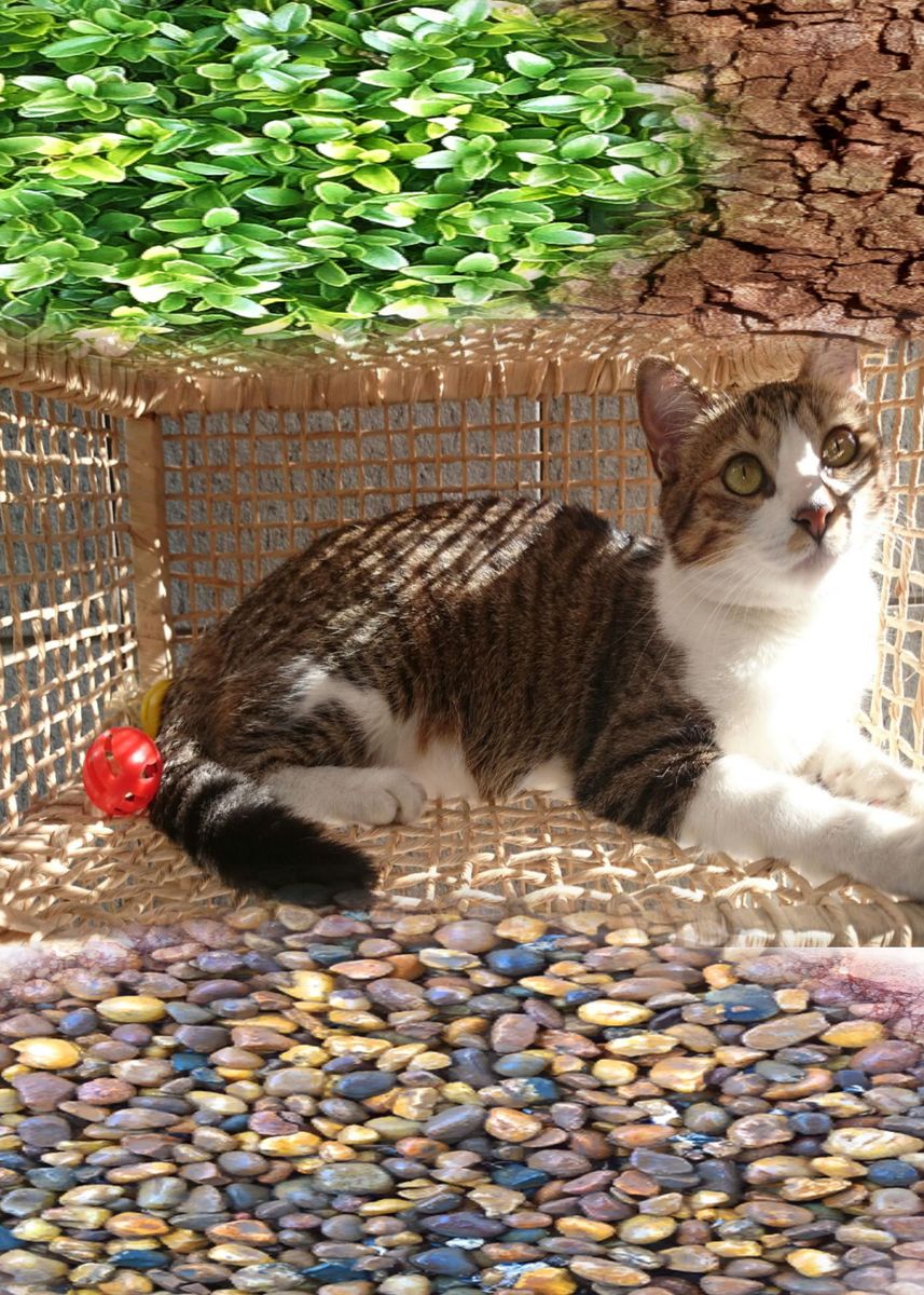 'Mili ' Poster, picture, metal print, paint by Tania Rodrigues | Displate