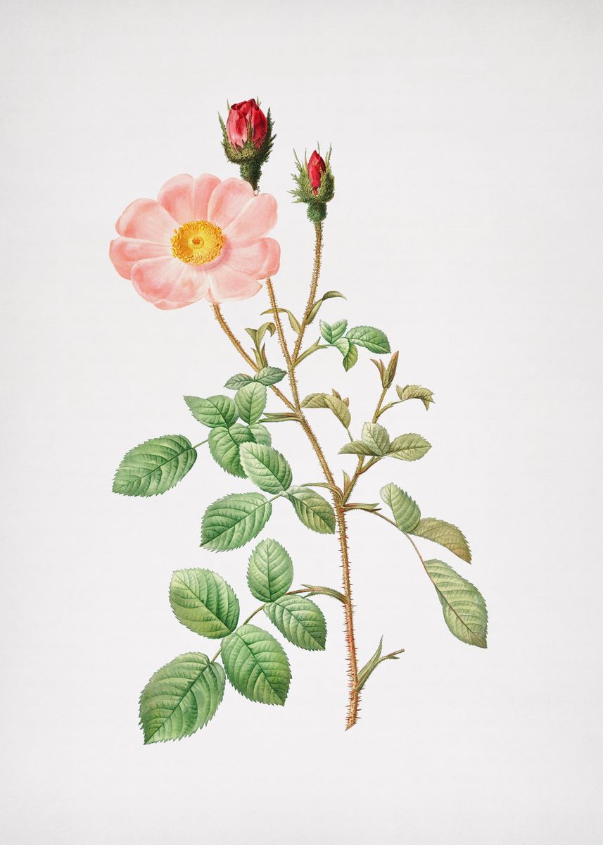 'Vintage Musk Rose' Poster, picture, metal print, paint by Holy Rock ...