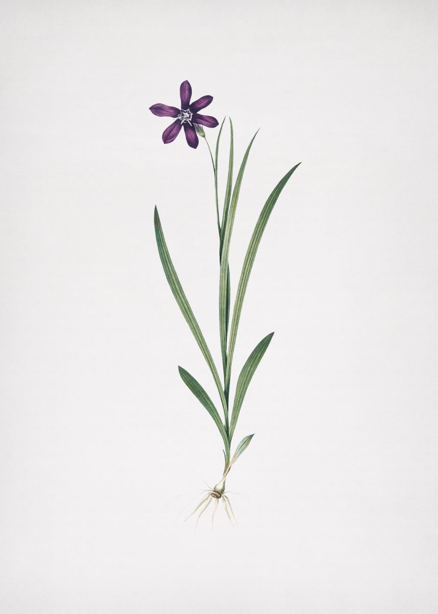 'Ixia Grandiflora' Poster, picture, metal print, paint by Holy Rock ...