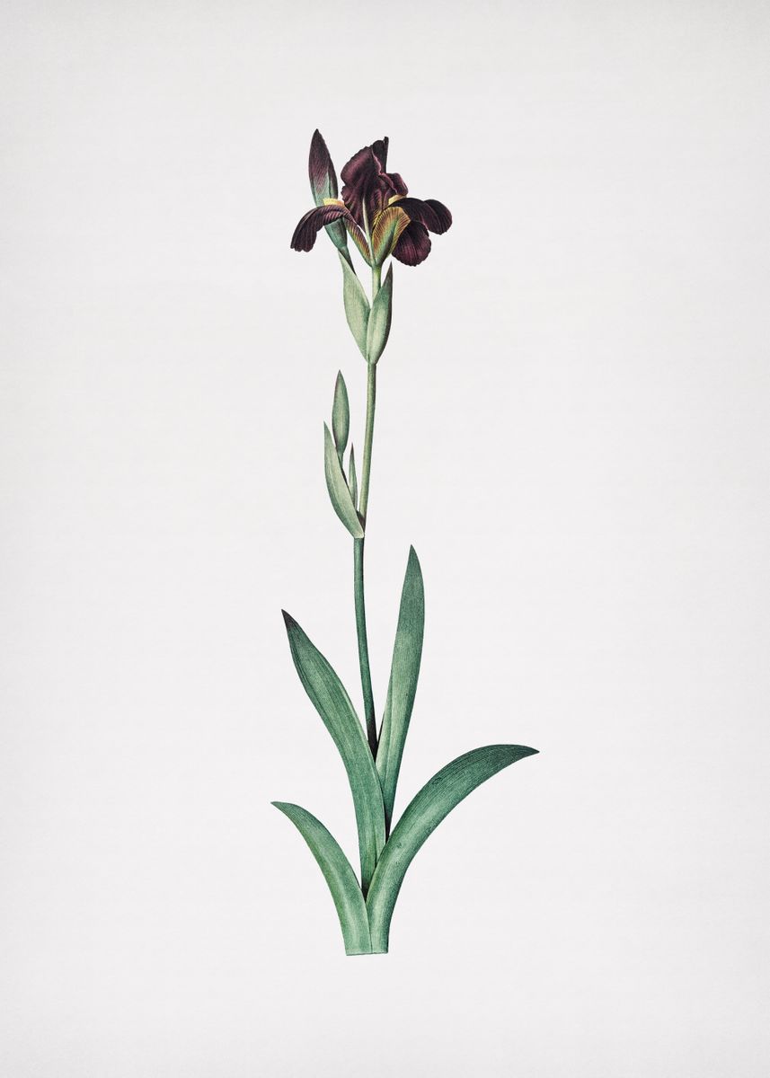 'Dingy Flag Iris' Poster, picture, metal print, paint by Holy Rock ...