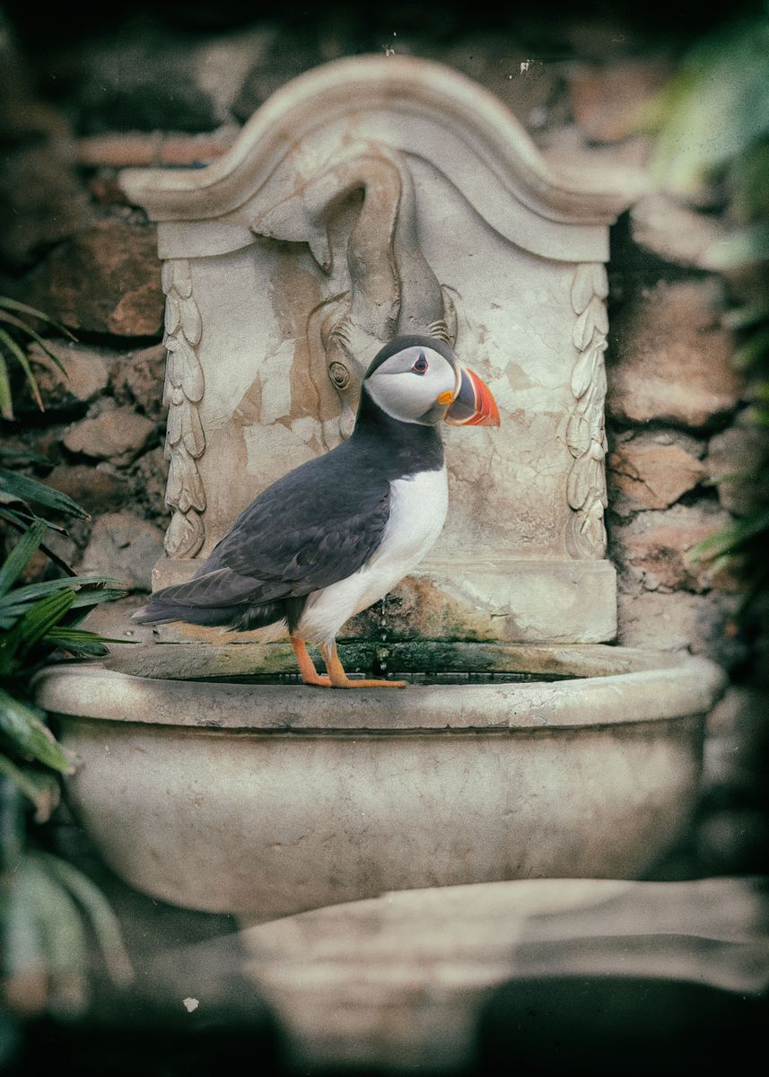 'Urban Puffin' Poster, picture, metal print, paint by Scott Ward | Displate