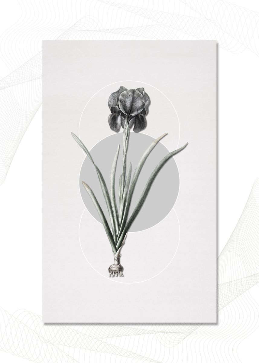 'Mourning Iris' Poster by Holy Rock Design | Displate