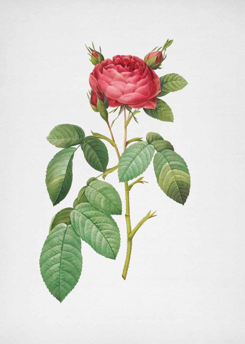 'Red Gallic Rose' Poster by Holy Rock Design | Displate