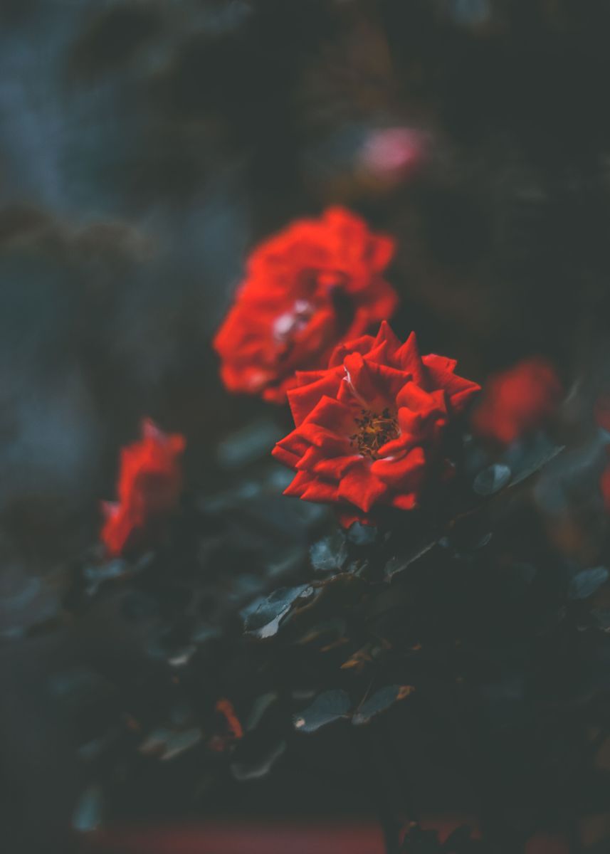 'Red Love' Poster by Mitanjeev Tai | Displate