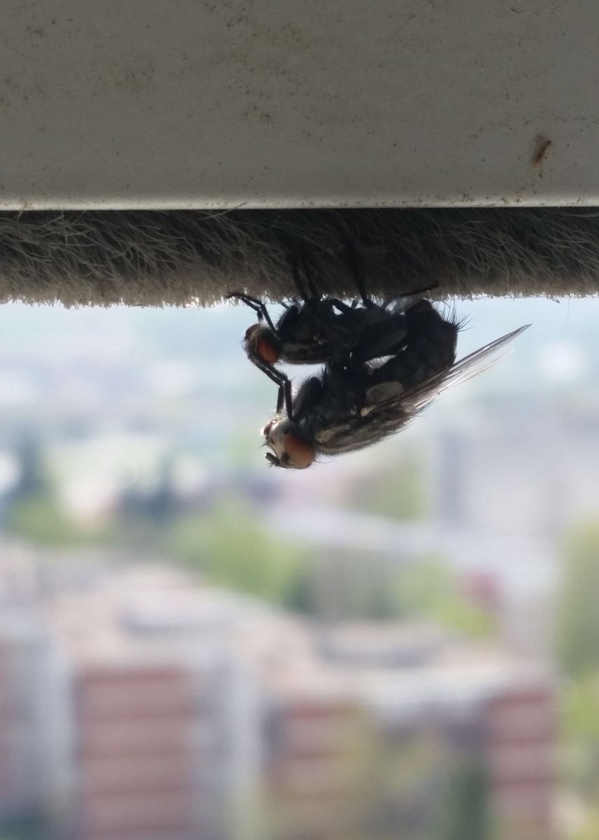 'Fly Love ' Poster, picture, metal print, paint by Rasho Artista | Displate