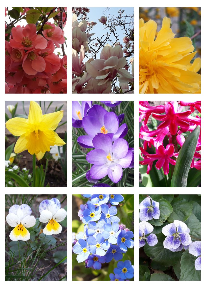 'Spring collage' Poster by Marianna Silye | Displate