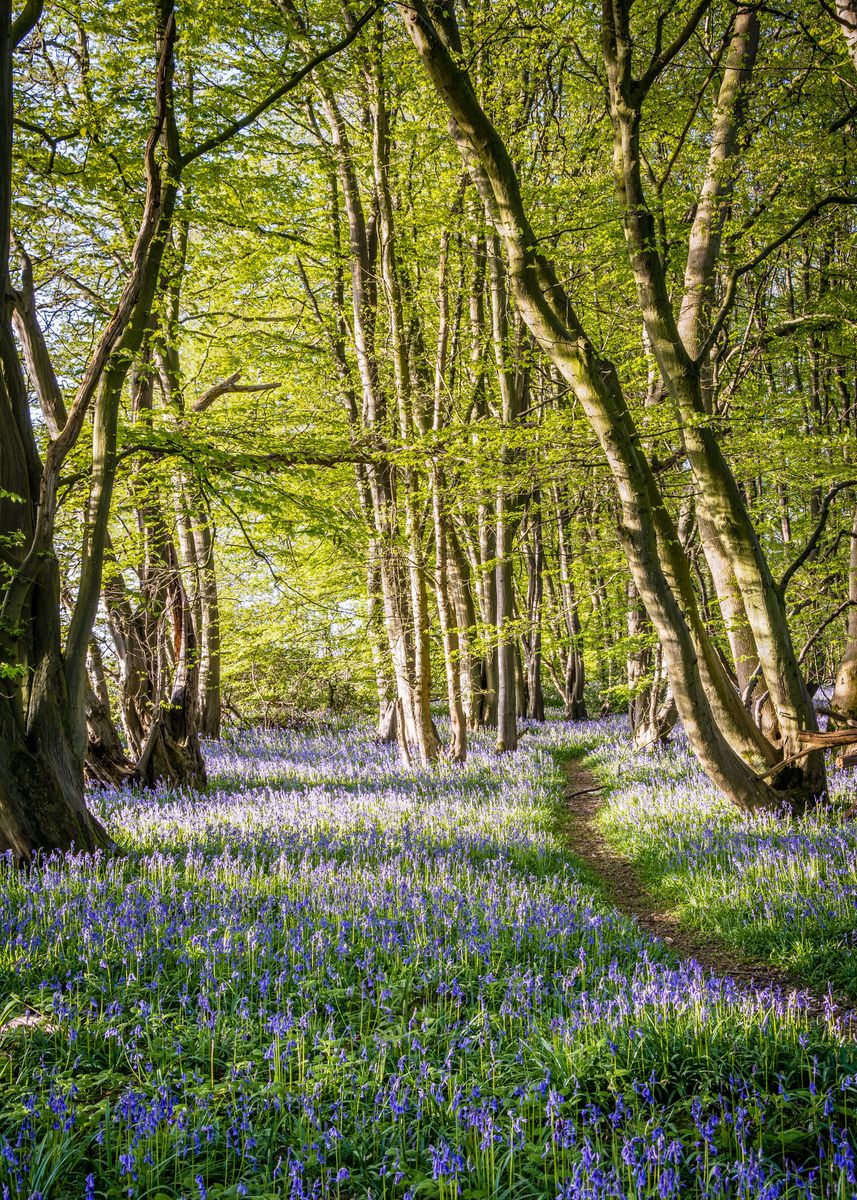 'Bluebell Walk' Poster, picture, metal print, paint by Neal ...