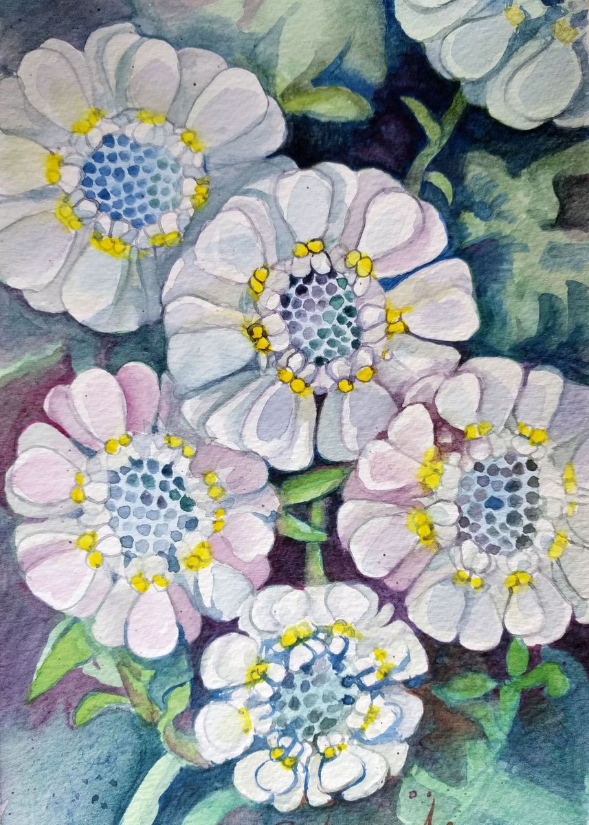 'Evergreen Candytuft' Poster, picture, metal print, paint by JoAnna ...