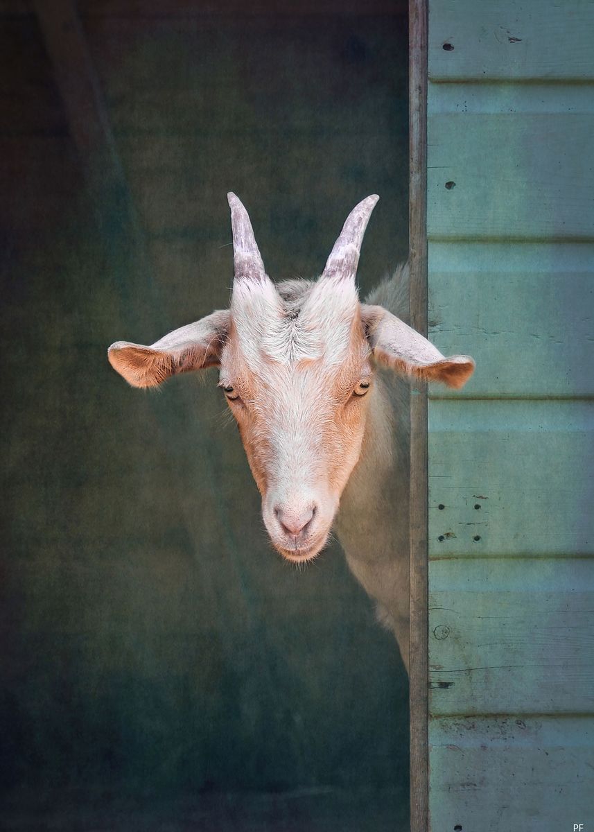 'The curious goat' Poster, picture, metal print, paint by Pauline ...