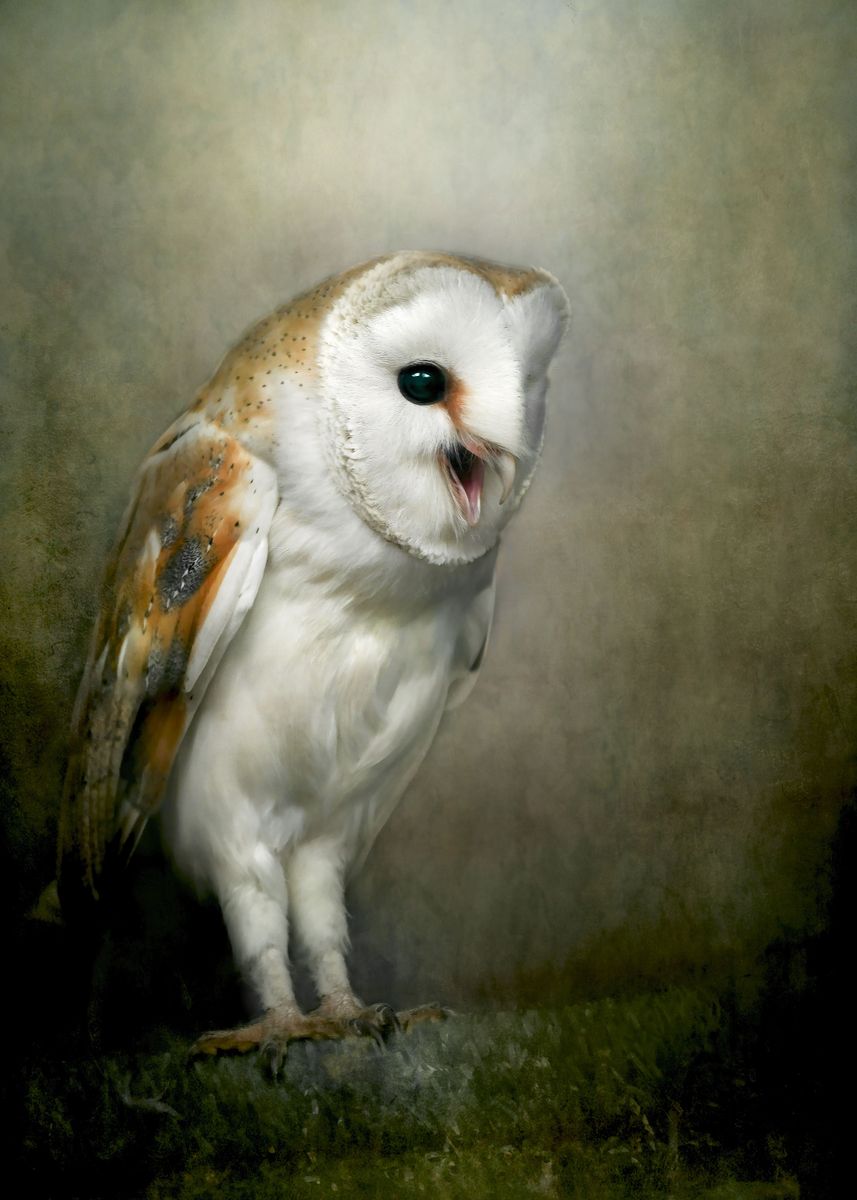 'The Happy Owl' Poster, picture, metal print, paint by Pauline Fowler ...