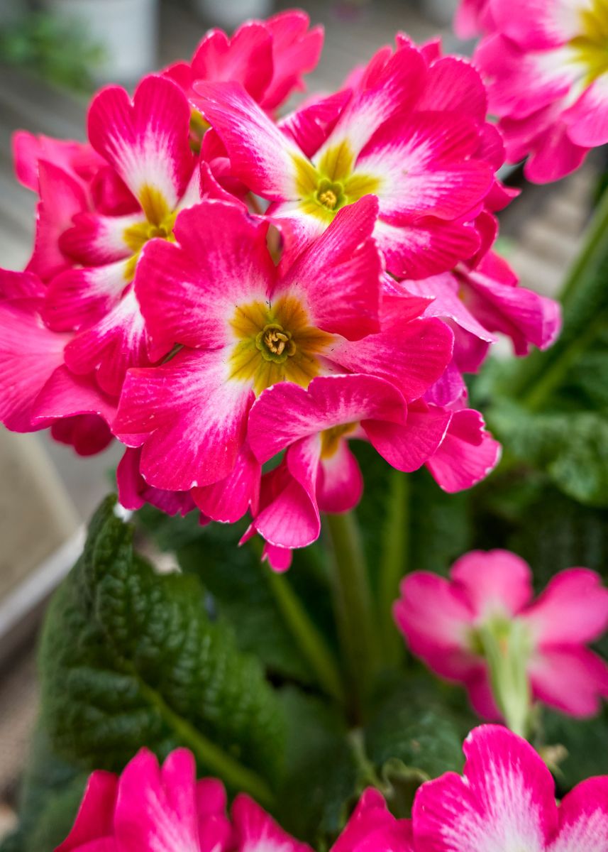 'colorful primroses ' Poster by Ornella Bonomini | Displate