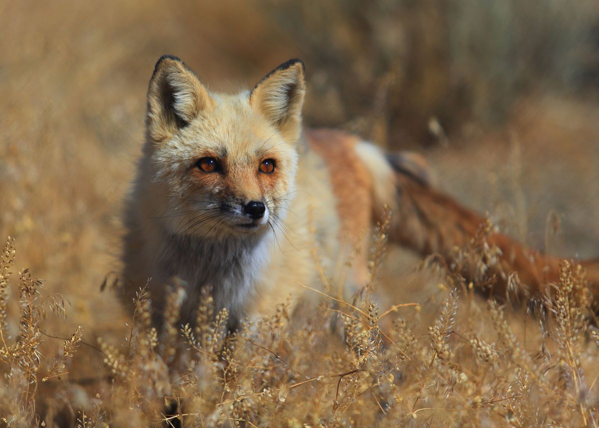 'Foxy Lady' Poster by dennis doyle | Displate