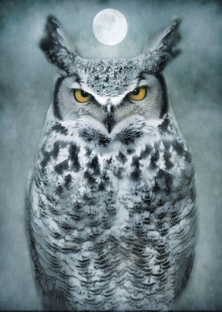 'Blue moon Owl' Poster, picture, metal print, paint by Pauline Fowler ...