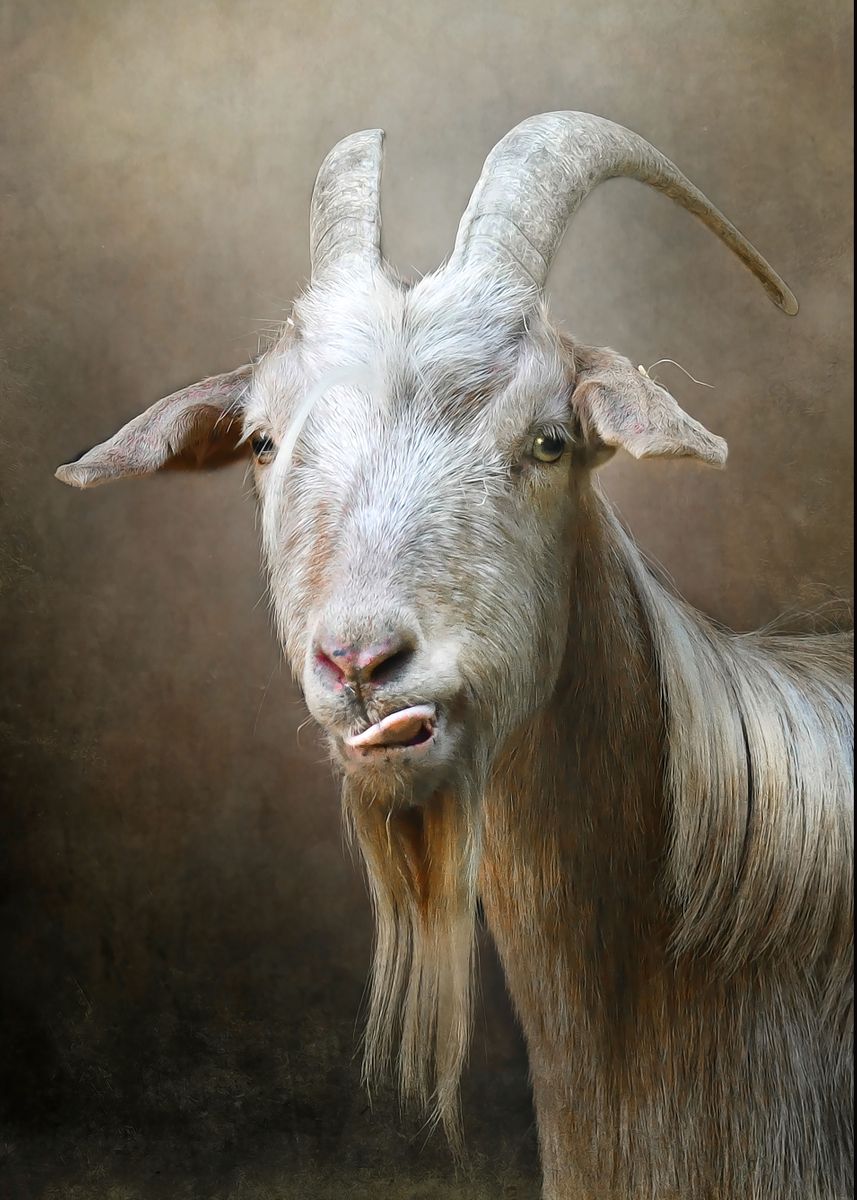 'Rude goat' Poster, picture, metal print, paint by Pauline Fowler ...