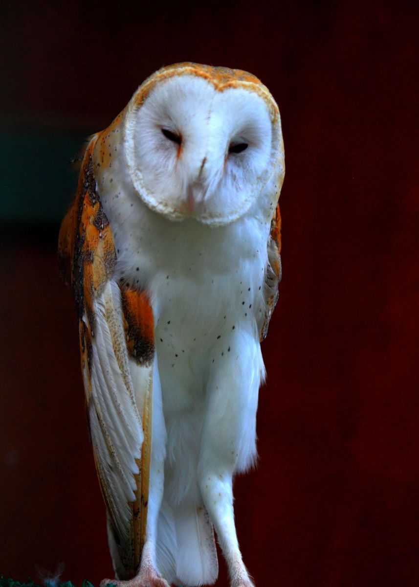 'Who Who are You' Poster by dennis doyle | Displate