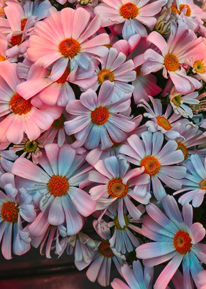 'pink daisy in bloom in sp' Poster by Ornella Bonomini | Displate