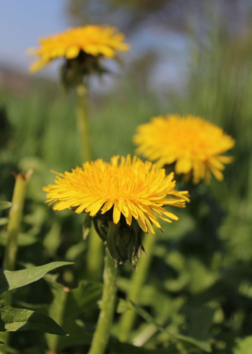 'Beautiful Dandelion flower' Poster by Tadeja Bogša | Displate