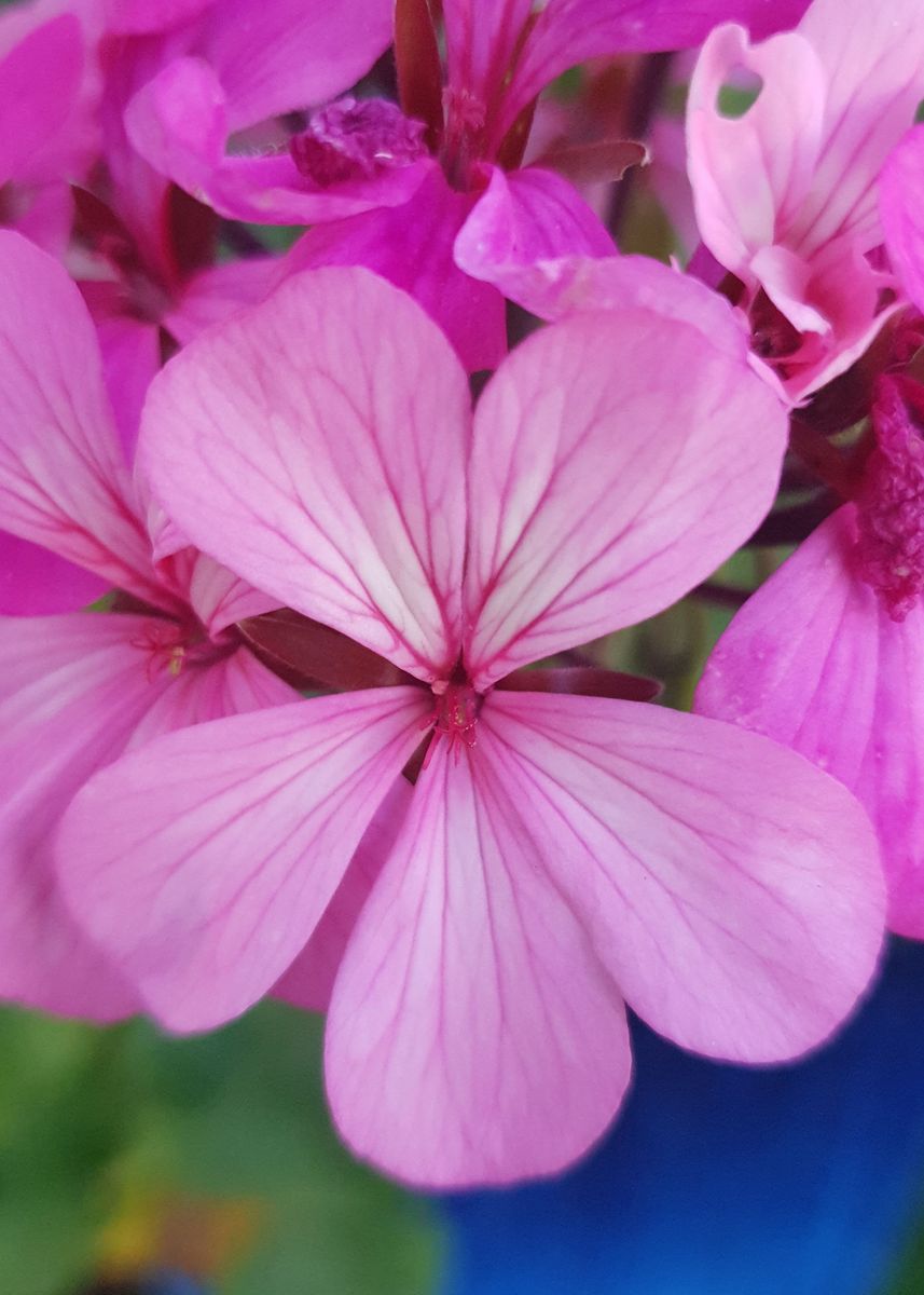 'Pink Geranium' Poster, picture, metal print, paint by Pieter du ...