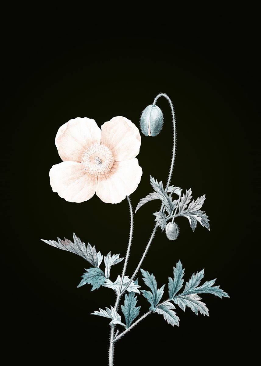 'Welsh Poppy' Poster, picture, metal print, paint by Holy Rock Design ...