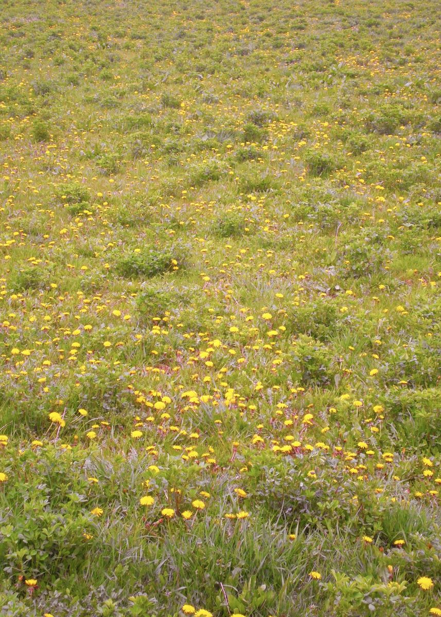 'Dandelion field' Poster, picture, metal print, paint by Edy Art Space ...