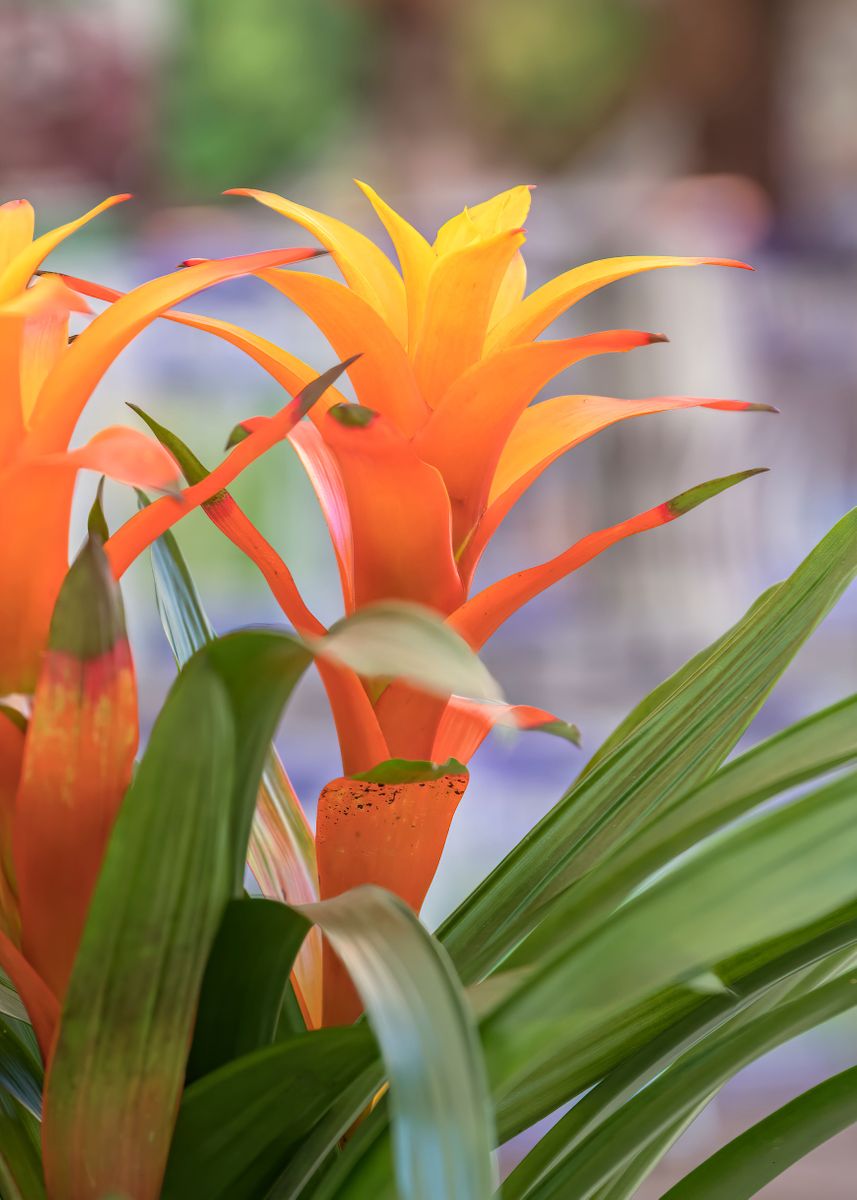 'guzmania lingulata flower' Poster by Ornella Bonomini | Displate