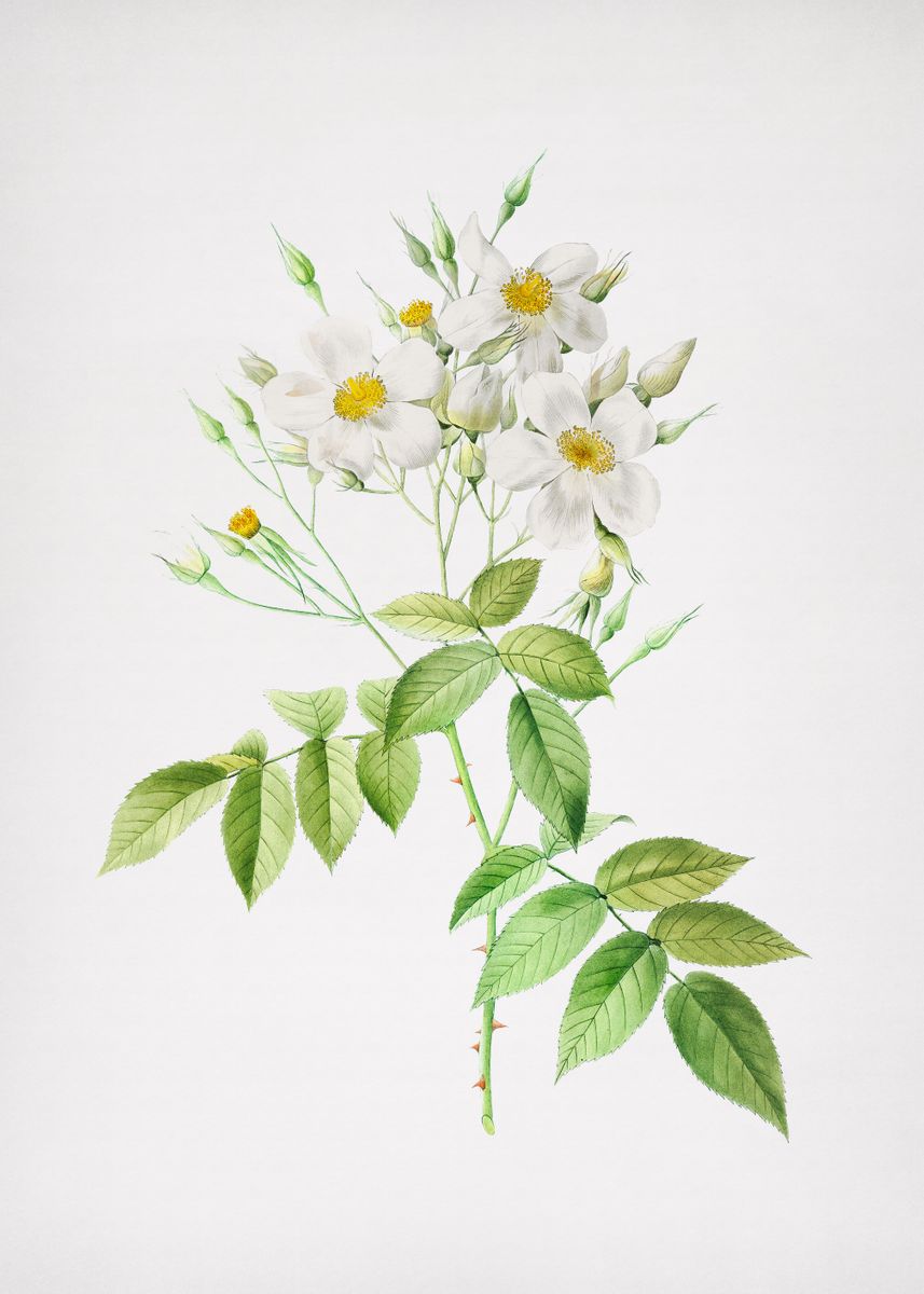 'Blooming Musk Rose' Poster, picture, metal print, paint by Holy Rock ...