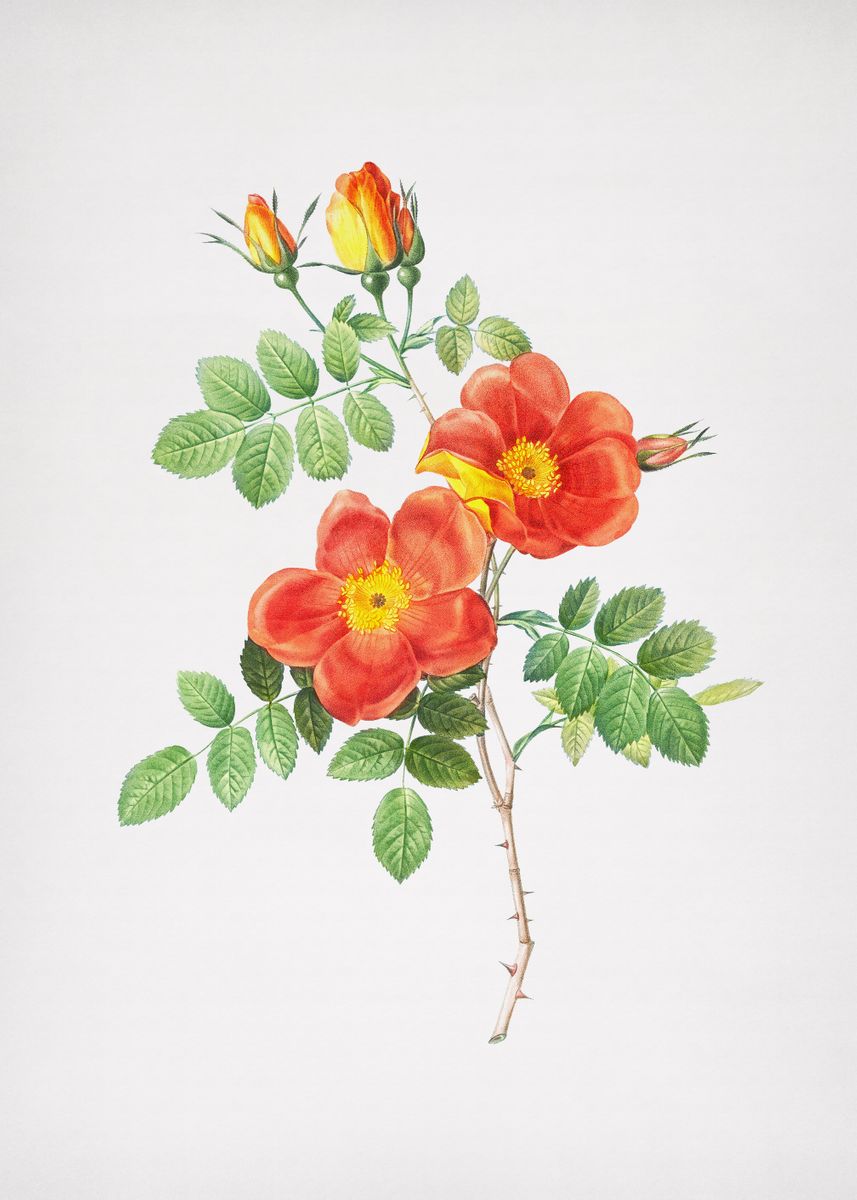 'Austrian Briar Rose' Poster by Holy Rock Design | Displate